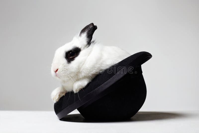 White Rabbit in Hat. Funny Fluffy Rabbit Stock Photo - Image of ...