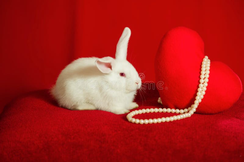 Rabbit with red heart stock photo. Image of rodent, furry - 14085444