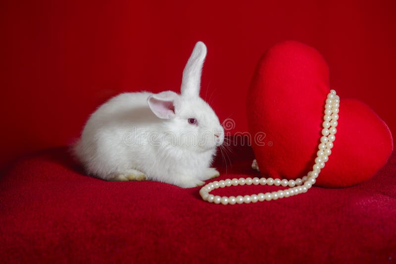 Heart and Pearls stock photo. Image of pink, pearls, lined - 841768