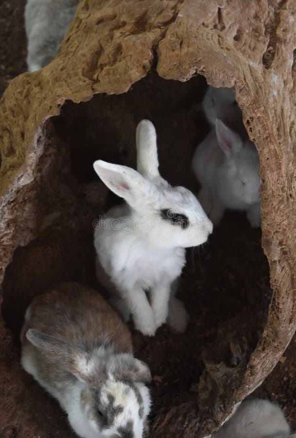 White Rabbit with Black Eyes Standing on Hind Legs Stock Photo - Image ...