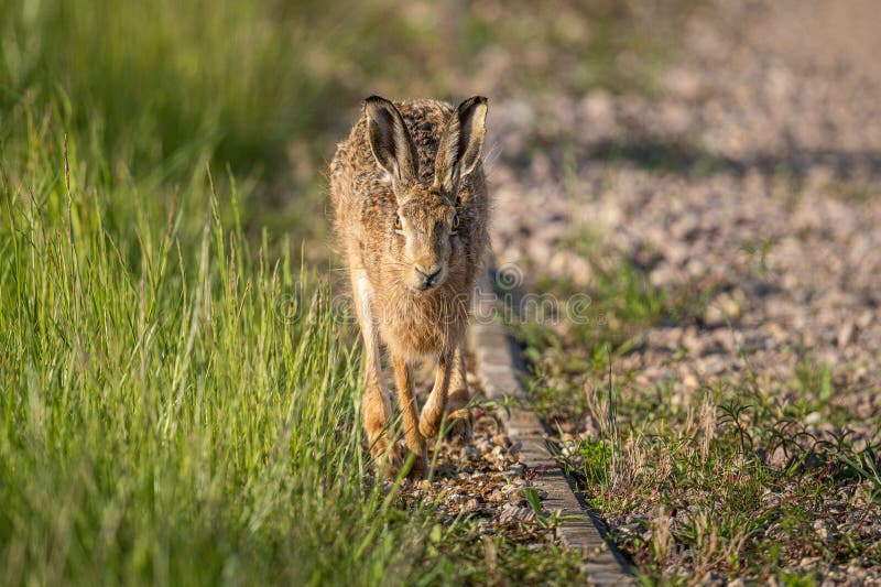 A Rabbit Walking on a Path through the Grass in the Sun Stock Photo ...