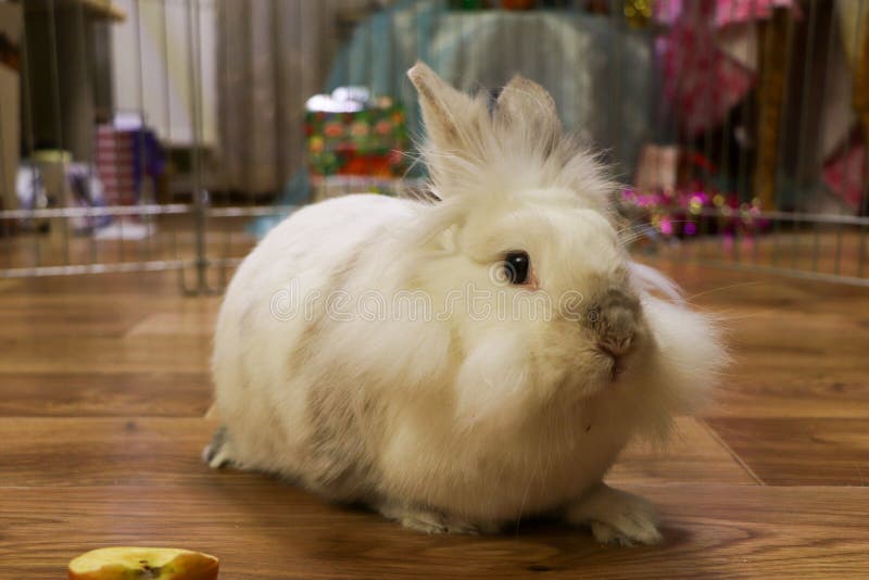 White Rabbit in the house stock photo. Image of hare - 213347970