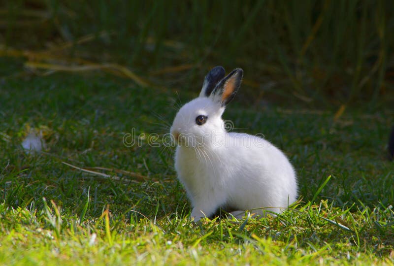 Wild Rabbit stock image. Image of cuniculus, wild, mammal - 34865005