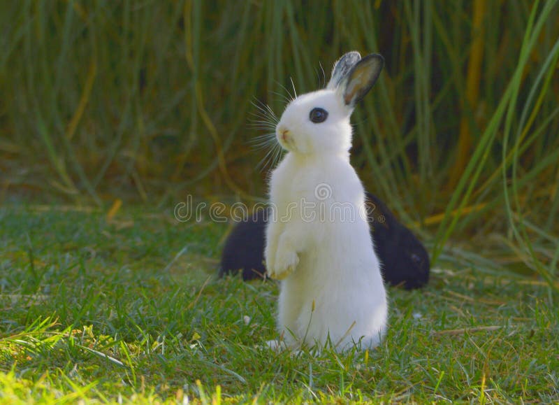 Wild Rabbit stock image. Image of cuniculus, wild, mammal - 34865005