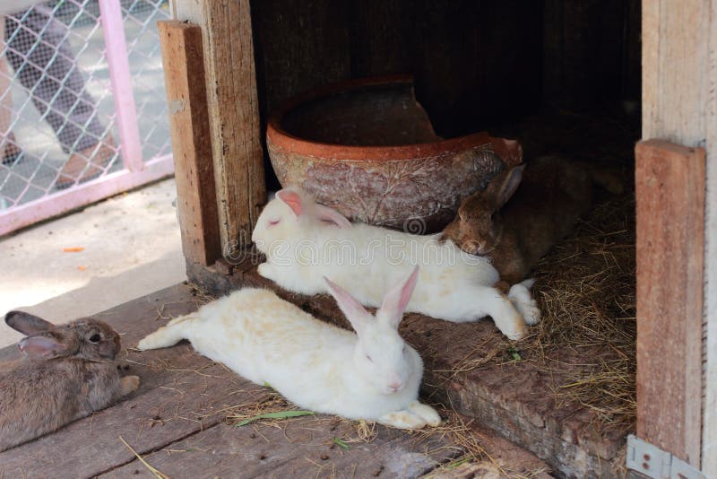White rabbit stock image. Image of cute, garden, sleeping - 71693701