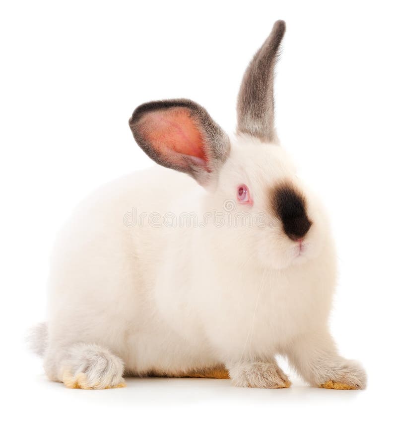 White rabbit stock image. Image of animal, tame, view - 191307475