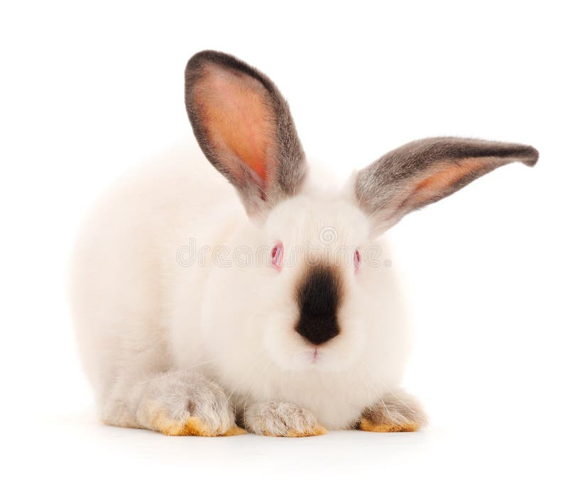 White rabbit stock image. Image of animal, tame, view - 191307475