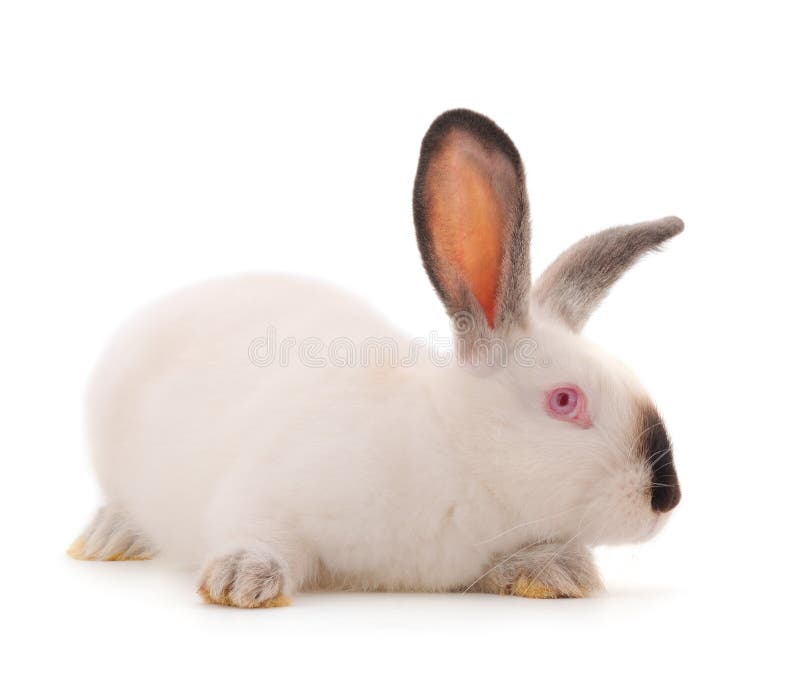 White rabbit stock image. Image of animal, tame, view - 191307475