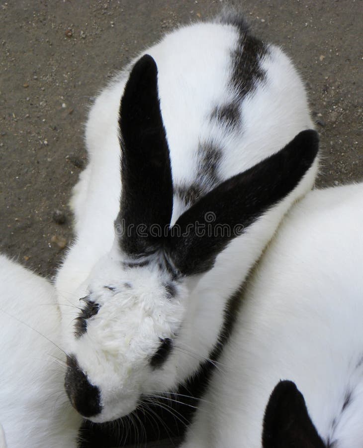 202 White Rabbit Black Spots Stock Photos - Free & Royalty-Free Stock ...