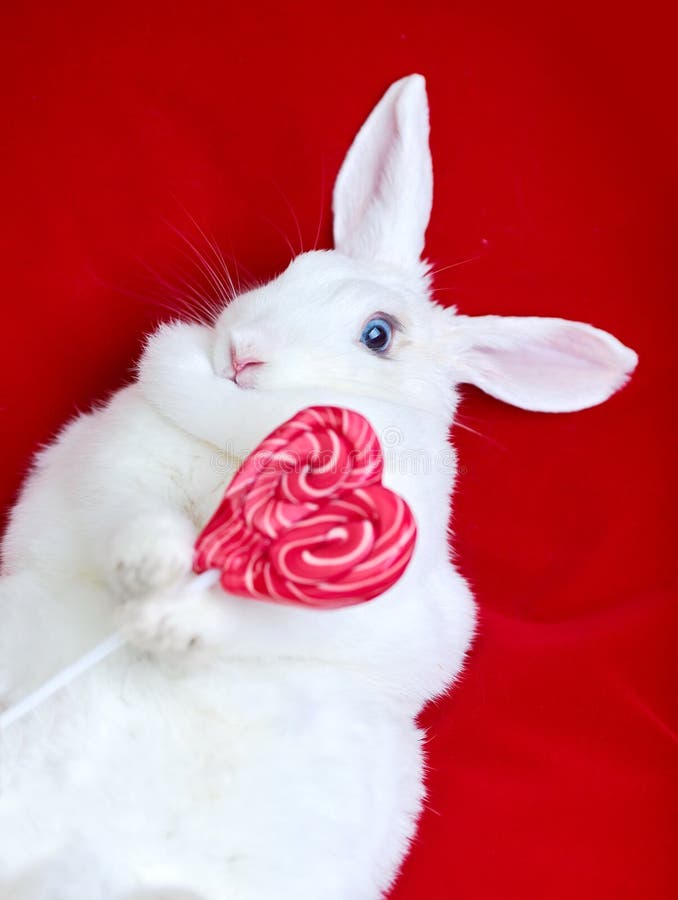 White Rabbit Isolated on Red Holding a Heart-shaped Lollipop Stock ...