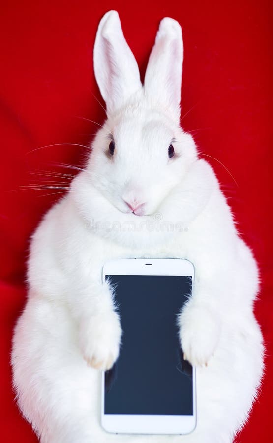 White Rabbit Isolated on Red Holding a Phone Stock Image - Image of ...