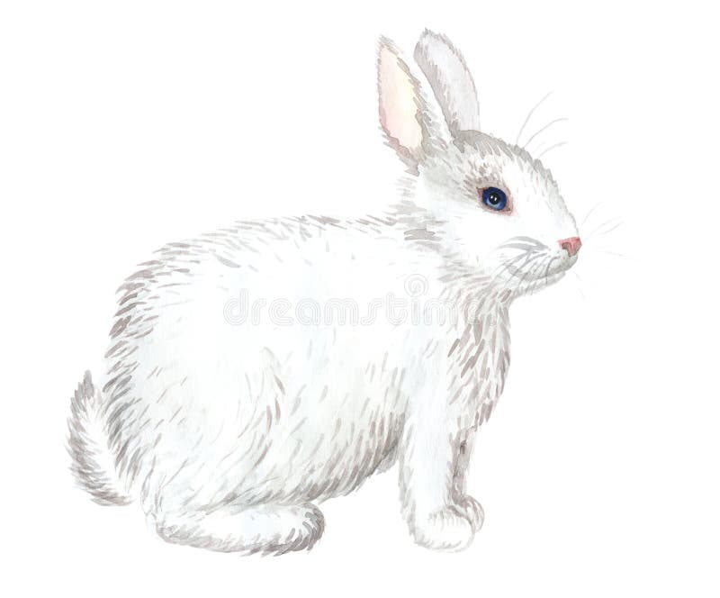 White rabbit isolated stock illustration. Illustration of sketch - 67953278