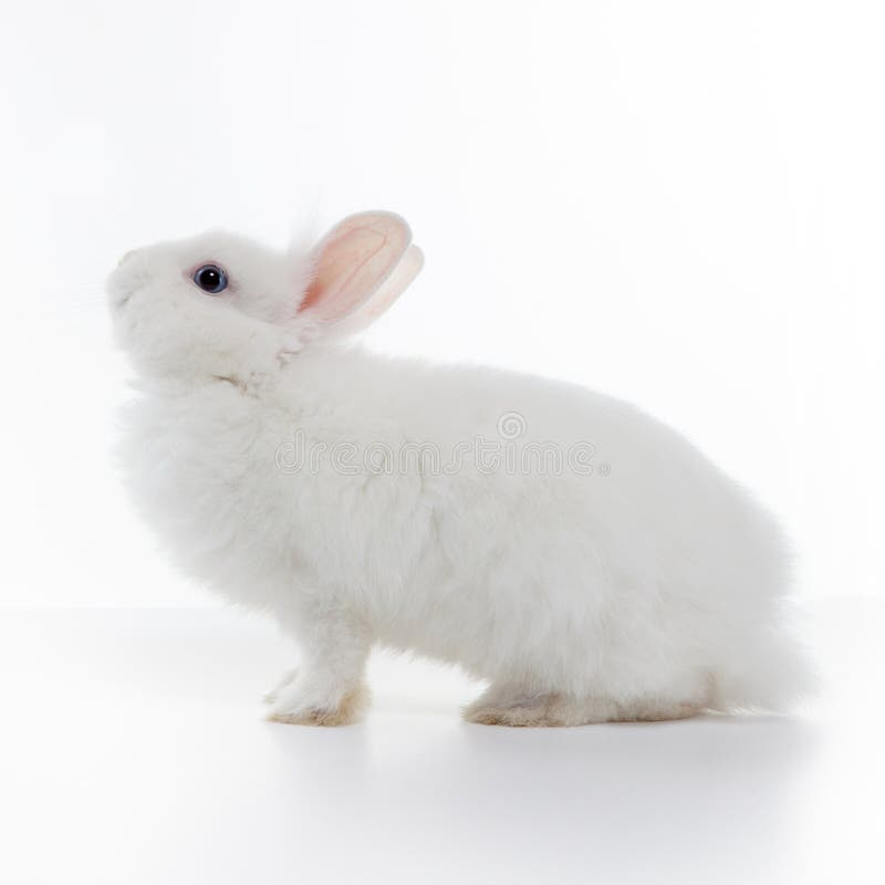 132,445 White Rabbit Stock Photos - Free & Royalty-Free Stock Photos ...