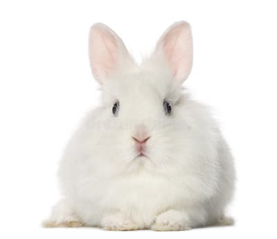 144,122 White Rabbit Stock Photos - Free & Royalty-Free Stock Photos ...