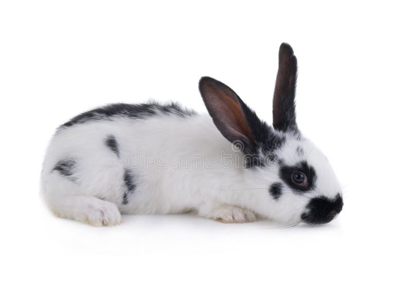 121,590 White Rabbit Stock Photos - Free & Royalty-Free Stock Photos ...