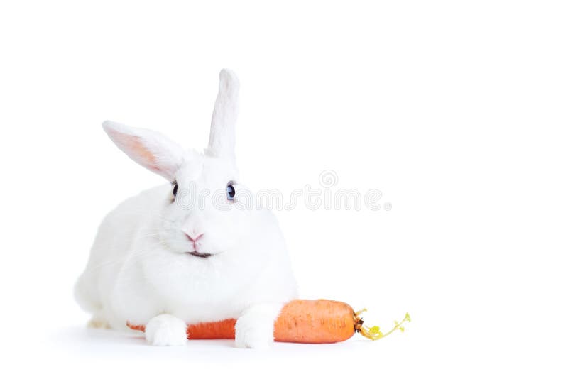 White Rabbit Isolated on White Holding a Carrot Stock Image - Image of ...