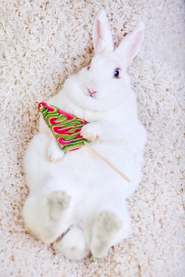 White Rabbit Isolated on White Holding a Lollipop in the Shape of ...