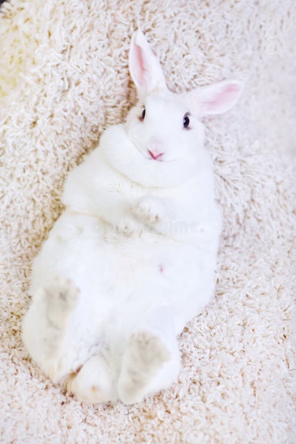 White Rabbit Isolated on White Lying on His Back Stock Photo - Image of ...