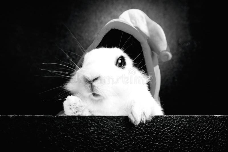 160 Joker Sitting Stock Photos - Free & Royalty-Free Stock Photos from ...