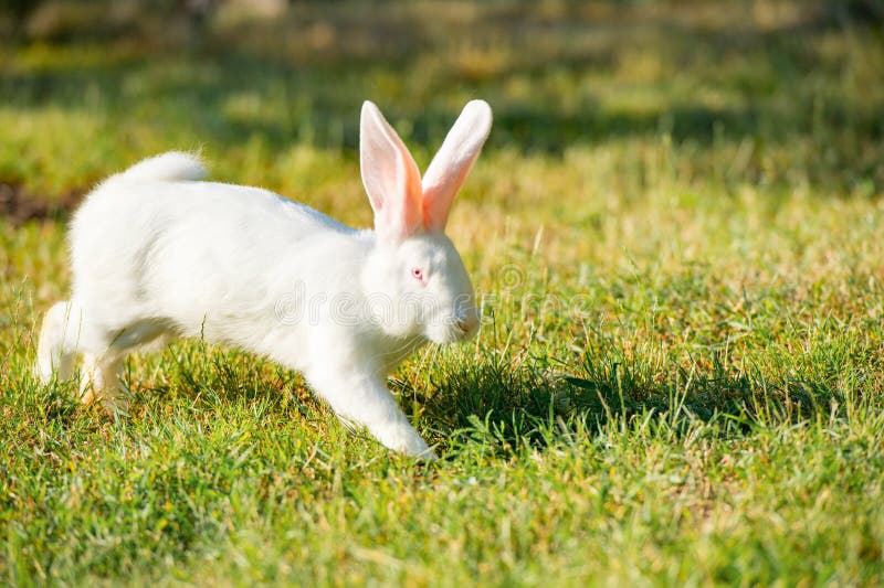 White Rabbit Jumping on Green Grass Stock Image - Image of meadow ...
