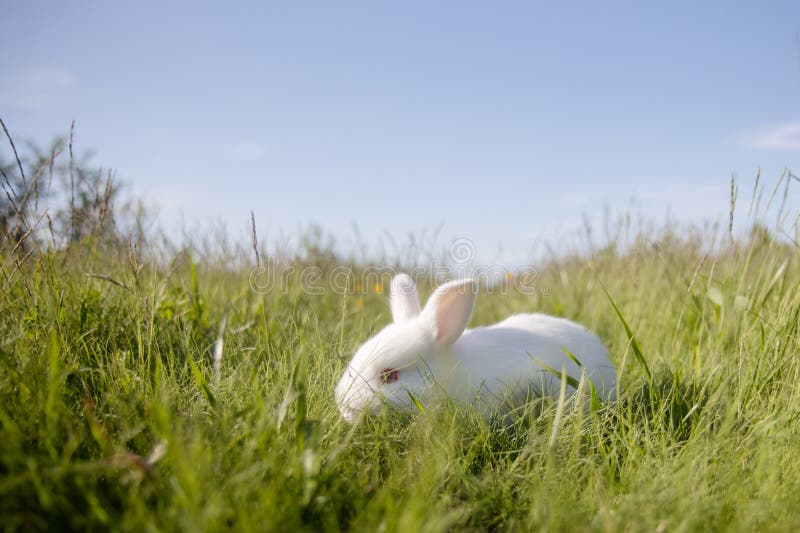 White Rabbit Jumping on Green Grass Stock Image - Image of easter ...