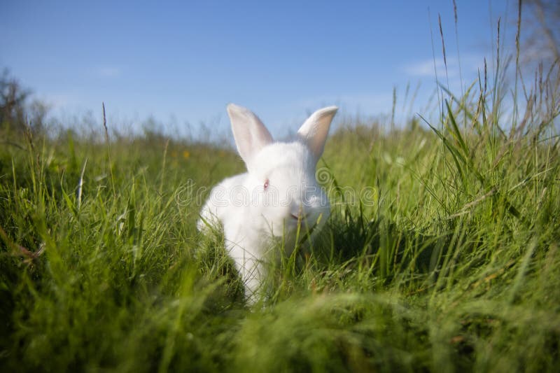 White Rabbit Jumping on the Green Grass Stock Image - Image of young ...