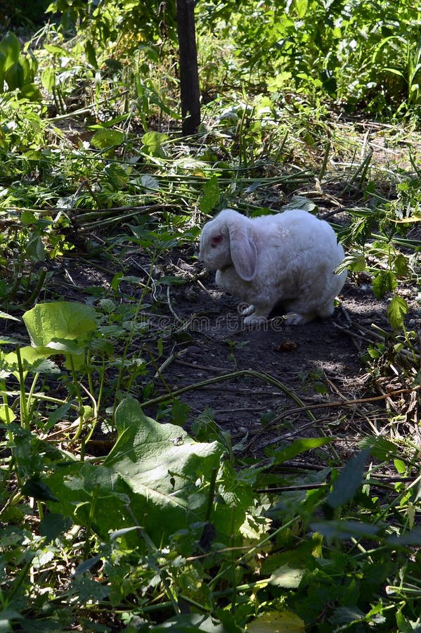 White rabbit lamb resting stock image. Image of wildlife - 356950317