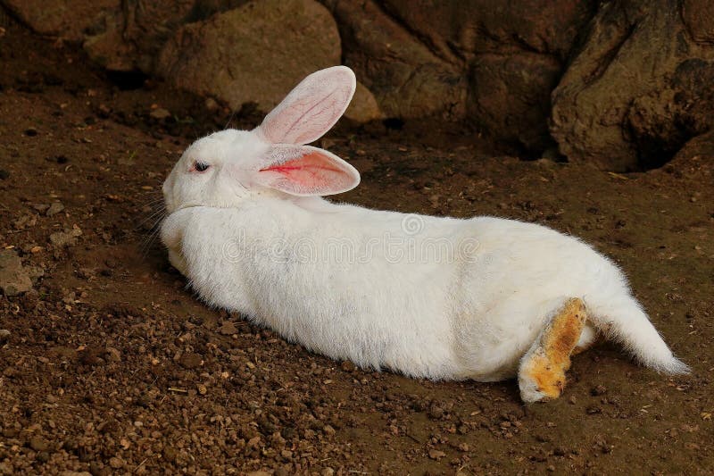 A White Rabbit with Large Ears Stock Photo - Image of mammal, animal ...