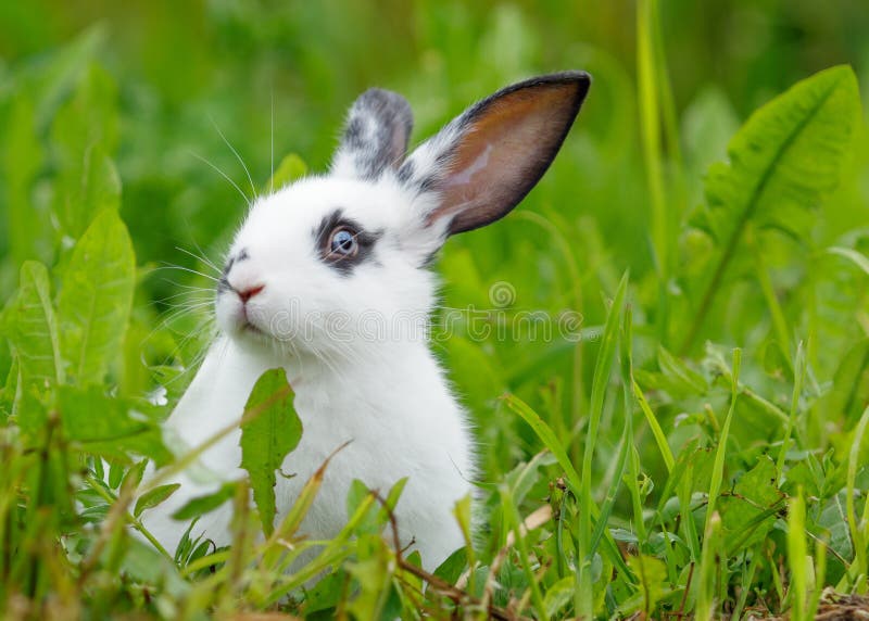 White rabbit on the lawn. stock image. Image of animals - 73573861