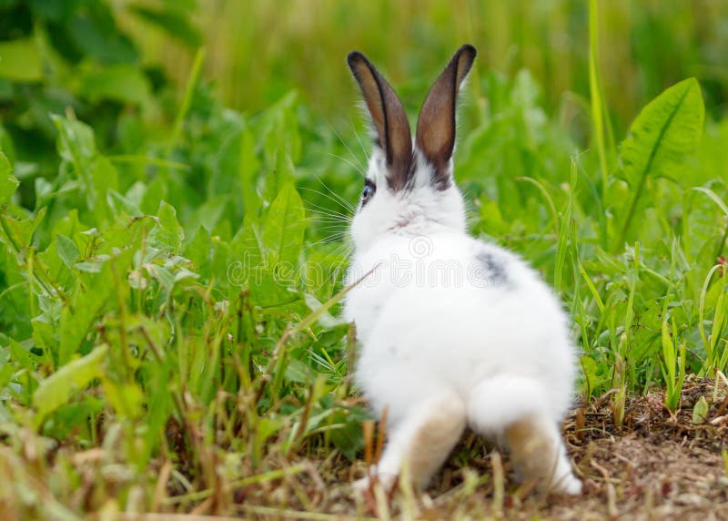 White rabbit on the lawn. stock image. Image of animals - 73573861