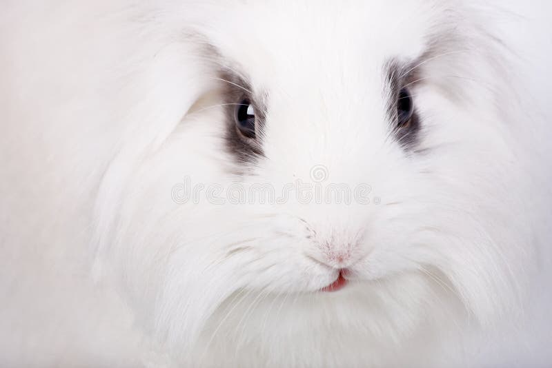 White rabbit stock image. Image of white, wildlife, green - 36252913