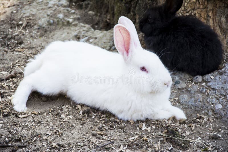 Cautious Bunny Rabbit in Grass Stock Photo - Image of charming, animals ...