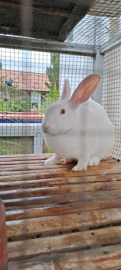 White Rabbit with Long Ears so Funny Stock Image - Image of rabbit ...