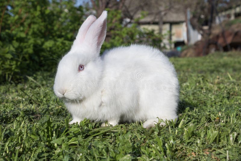 2,174 White Rabbit Long Ears Photos - Free & Royalty-Free Stock Photos ...