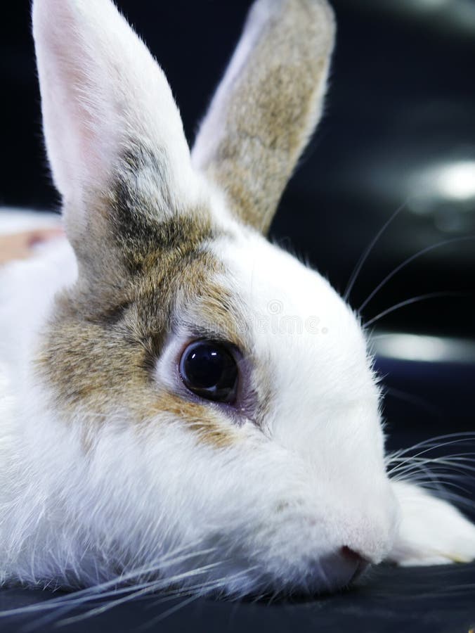 Phuket Thailand stock photo. Image of rabbit, white - 139042210