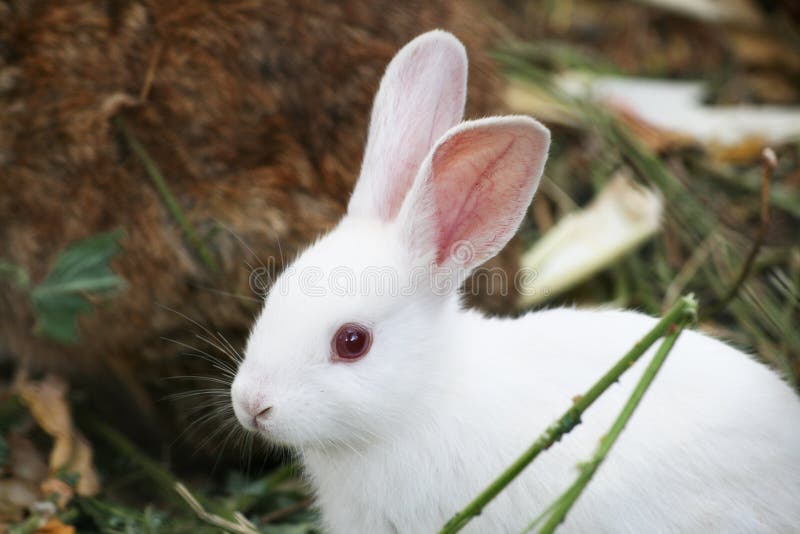 White rabbit looking stock photo. Image of forest, albino - 4602470