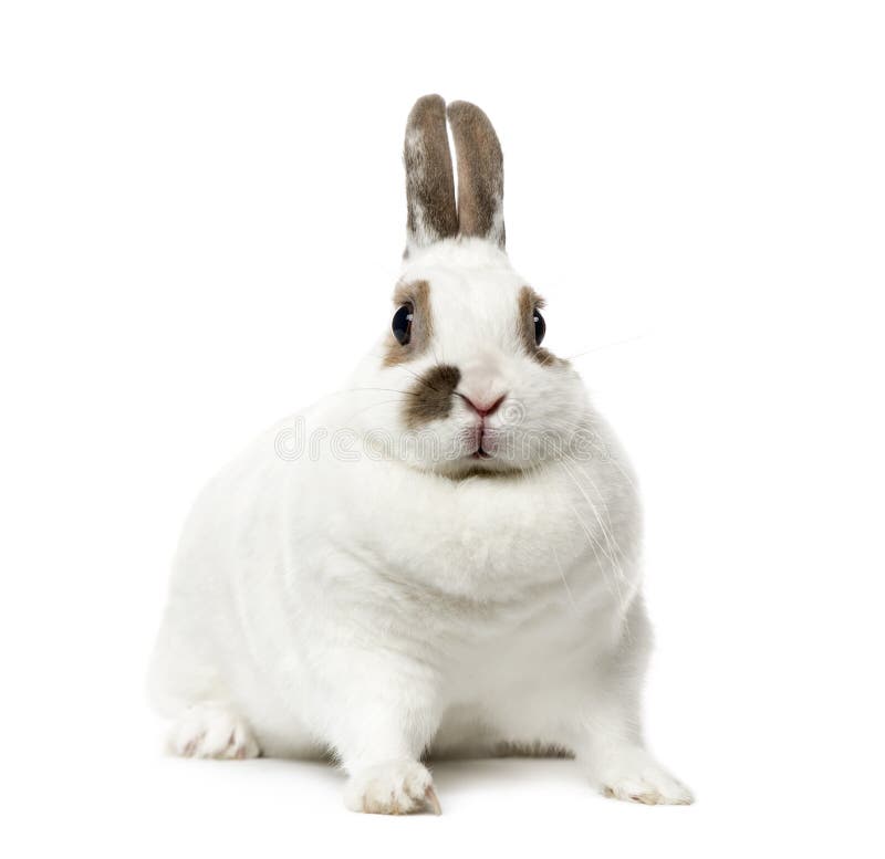 White Rabbit, Isolated on White Stock Image - Image of studio, animal ...