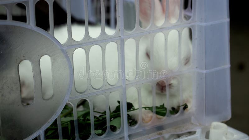 A White Rabbit Looking Sad in the Cage Stock Image - Image of fantastic ...