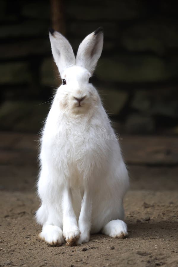A White Rabbit Looks into the Camera Stock Image - Image of furry ...