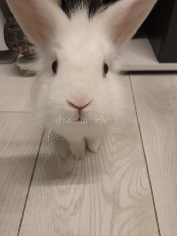 White Rabbit Looks into the Camera Stock Image - Image of camera ...