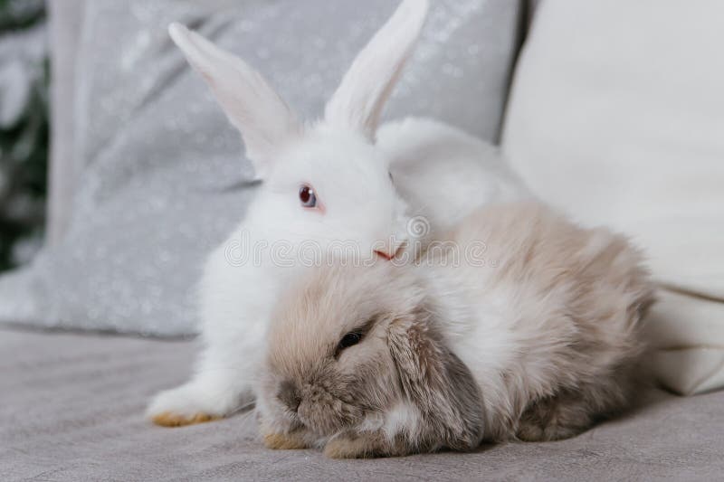 White Rabbit and Lop-eared Rabbit are Sitting on the Couch, Selective ...