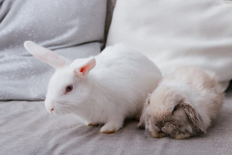 White Rabbit and Lop-eared Rabbit are Sitting on the Couch, Selective ...