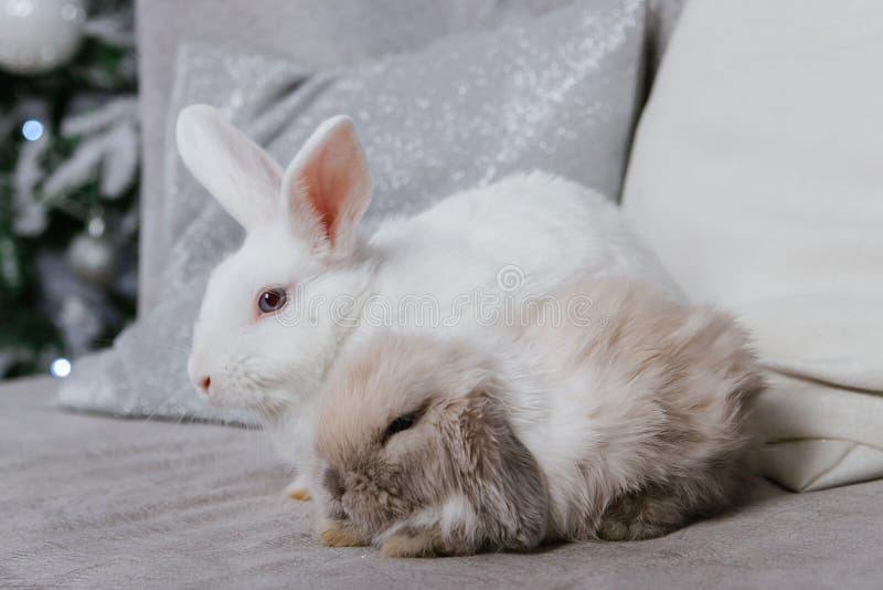 White Rabbit and Lop-eared Rabbit are Sitting on the Couch, Selective ...