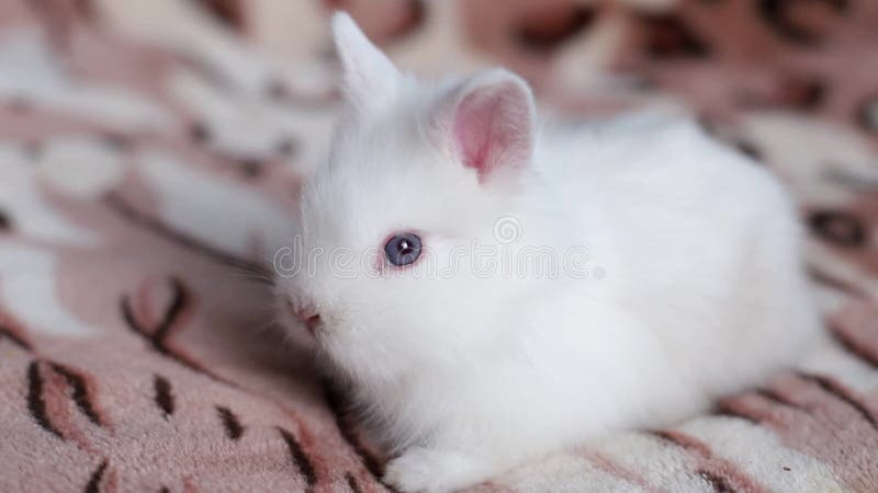 Funny White Bunny with Big Red Eyes Sitting and Looking Around. Big ...