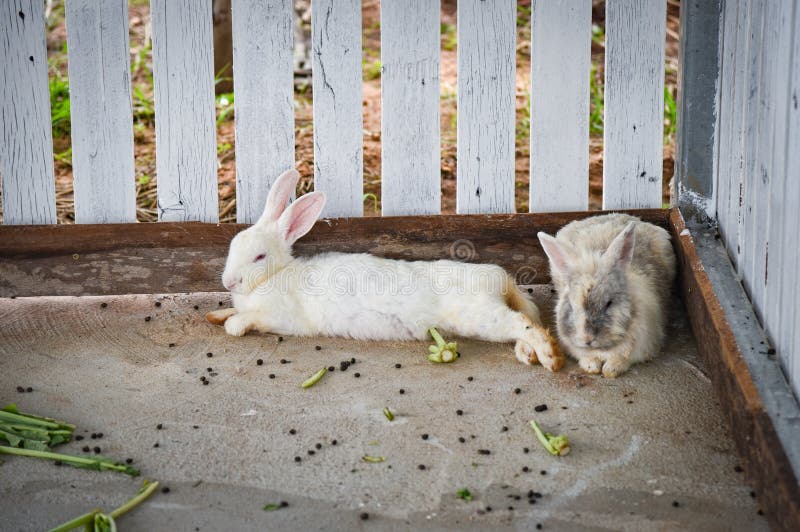 Rabbit farm stock image. Image of bunny, lying, dwarf - 142367087