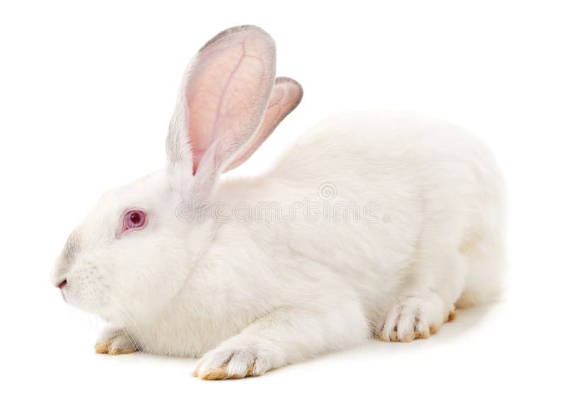 One white rabbit stock image. Image of meat, friend - 200218833