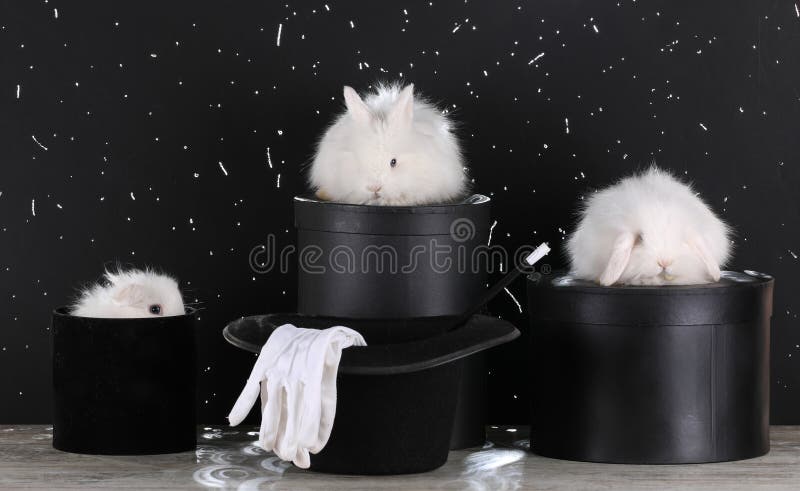 Magician Box Rabbit Stock Photos - Free & Royalty-Free Stock Photos ...