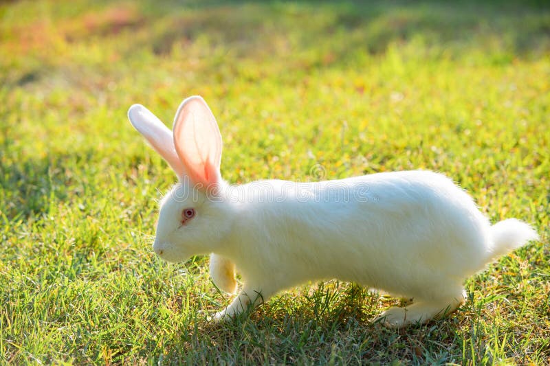White Rabbit Jumping on Green Grass Stock Image - Image of meadow ...