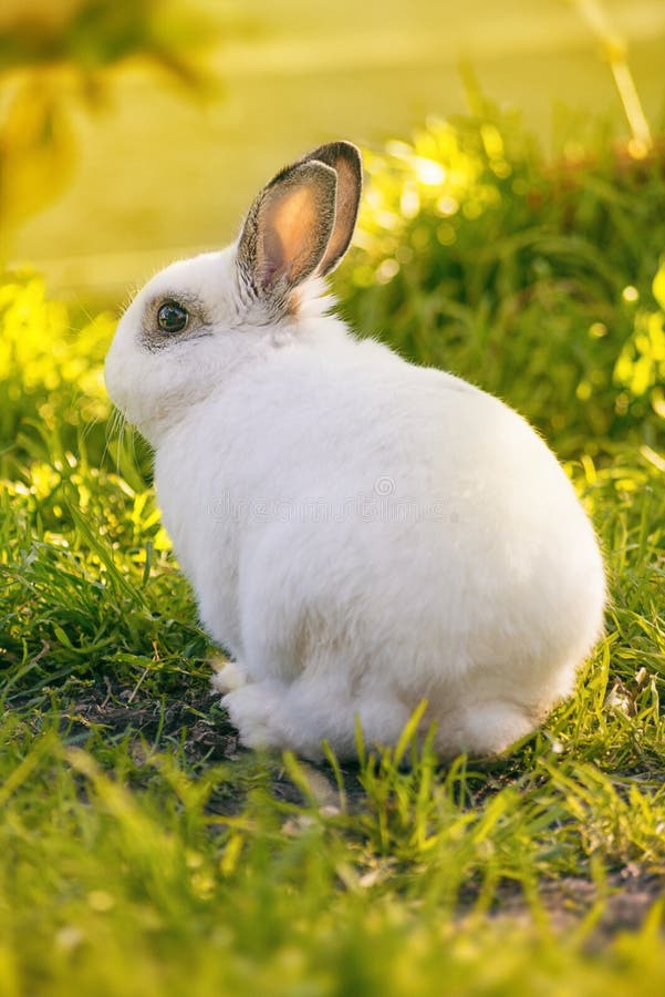 White rabbit in the meadow stock image. Image of fluffy - 113753325