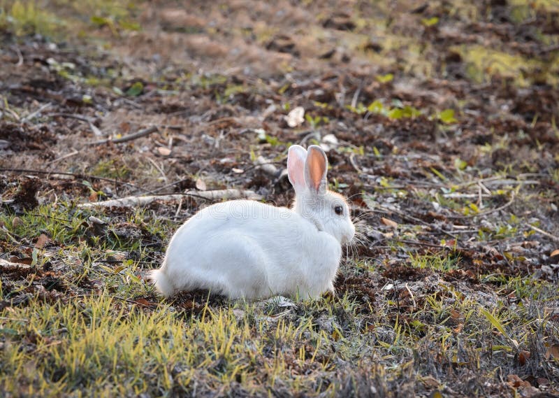 White Rabbit stock photo. Image of green, white, focus - 90352514